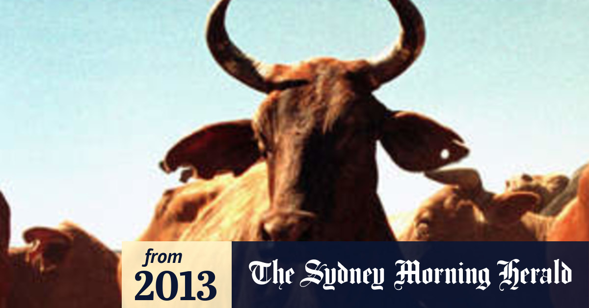 live-export-row-dogs-gillard